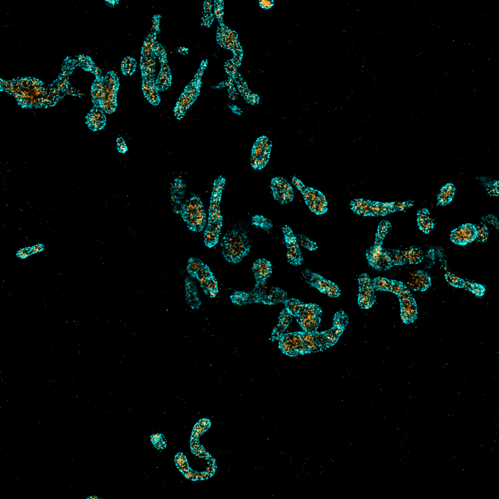 MASSIVE-AB 2-PLEX - Massive Photonics