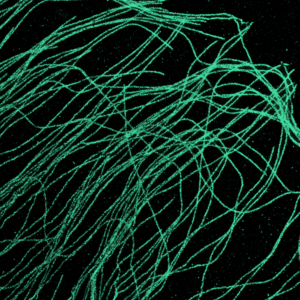 Anti-Rat Archives - Massive Photonics