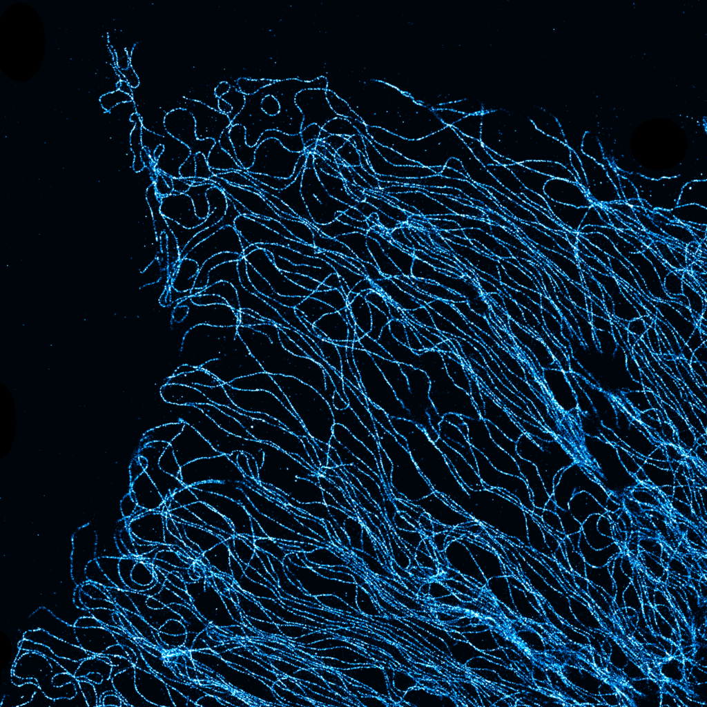 MASSIVE-sdAB-FAST 1-PLEX - Massive Photonics