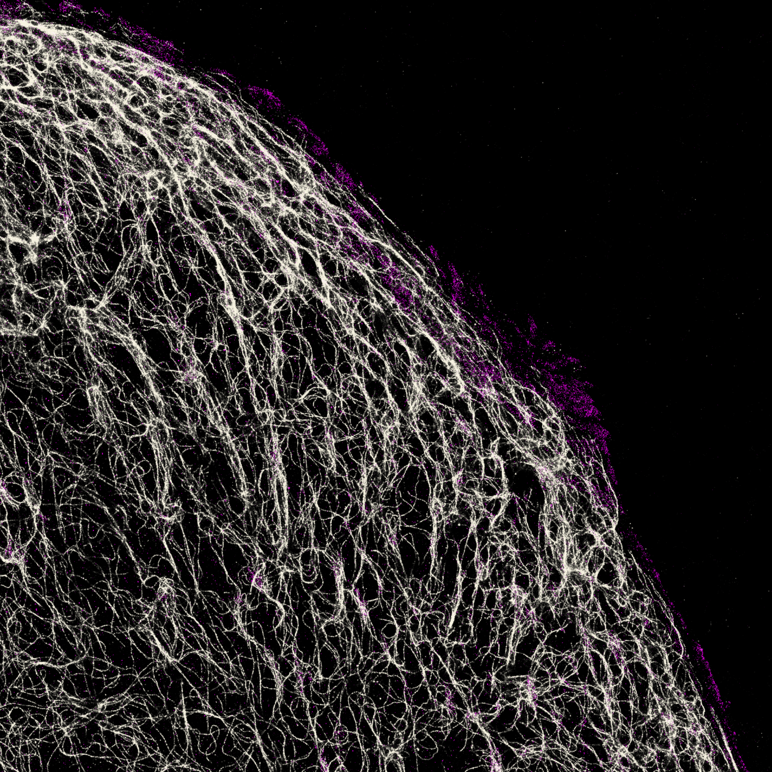 MASSIVE-sdAB-FAST 2-PLEX - Massive Photonics