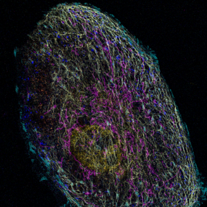 DNA-PAINT Labeling Kits for Super-Resolution Imaging