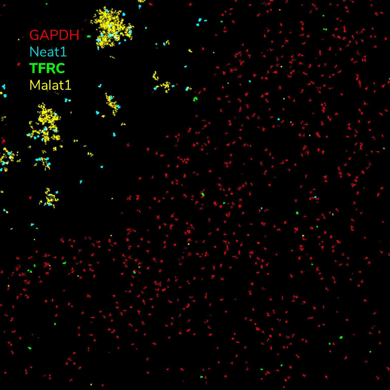 MASSIVE-RNA-FISH TFRC - Massive Photonics
